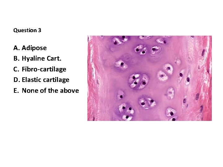Histology Lab Select the best answer Some slides