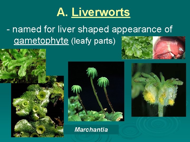 Kingdom Plantae Introduction Plants A multicellular eukaryotes B