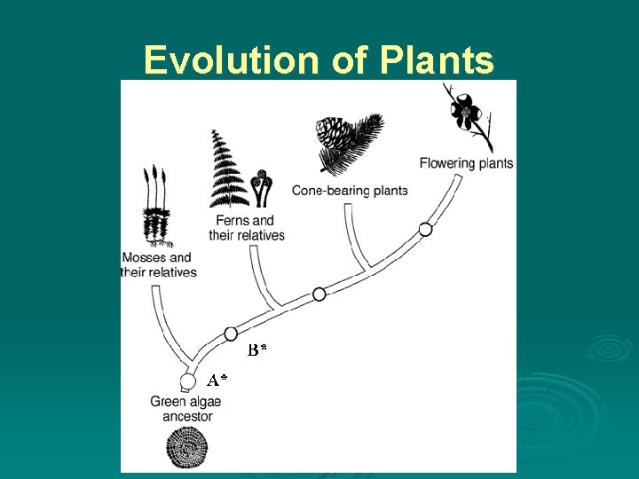 Kingdom Plantae Introduction Plants A multicellular eukaryotes B