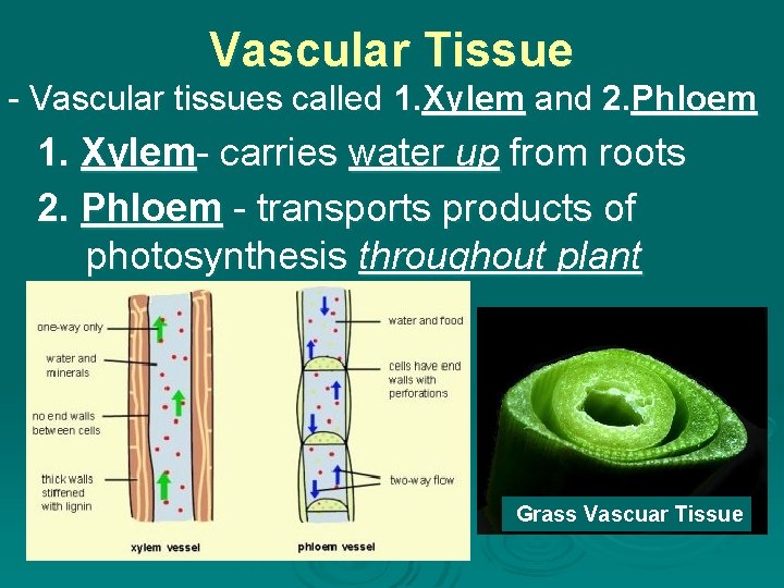 Kingdom Plantae Introduction Plants A multicellular eukaryotes B