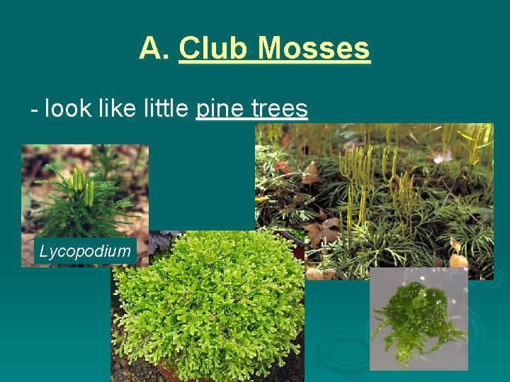 Kingdom Plantae Introduction Plants A multicellular eukaryotes B