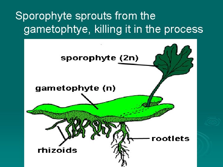 Kingdom Plantae Introduction Plants A multicellular eukaryotes B