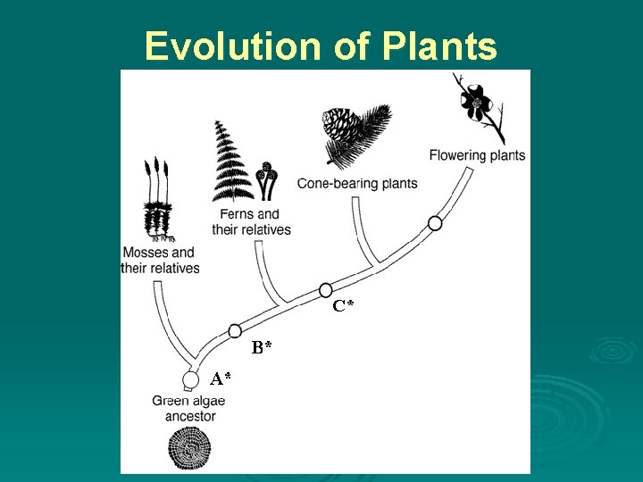 Kingdom Plantae Introduction Plants A multicellular eukaryotes B
