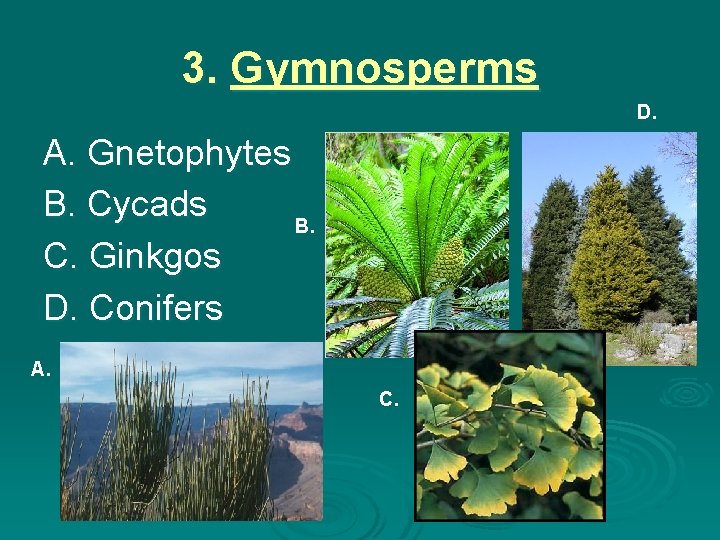 Kingdom Plantae Introduction Plants A multicellular eukaryotes B
