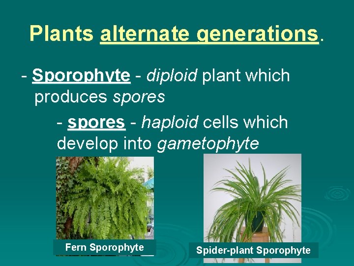 Kingdom Plantae Introduction Plants A multicellular eukaryotes B