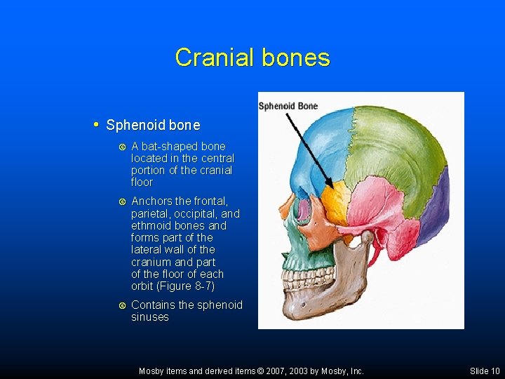Chapter 8 Skeletal System Mosby items and derived