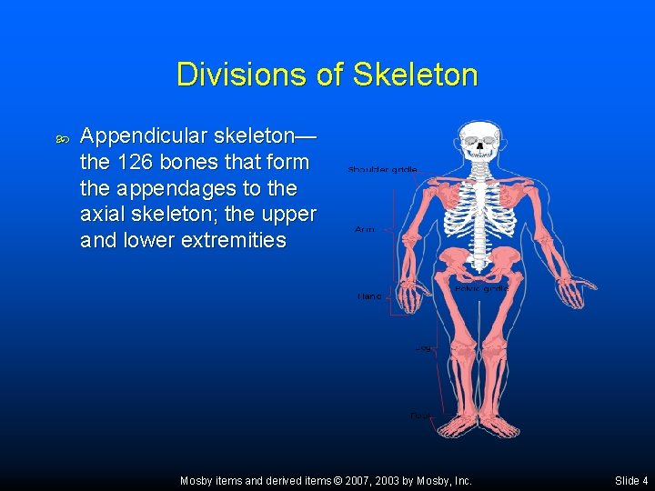 Chapter 8 Skeletal System Mosby items and derived