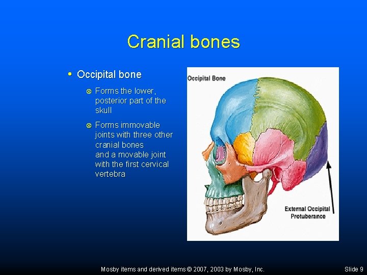Chapter 8 Skeletal System Mosby items and derived