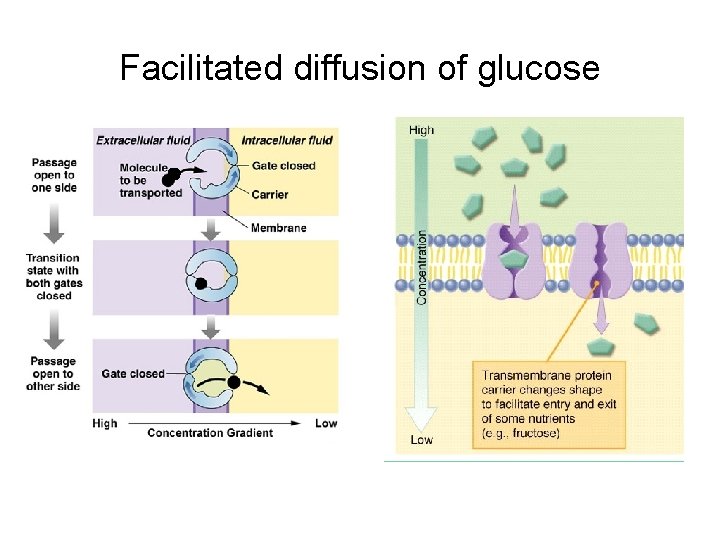 Part I Digestion absorption and transport of carbohydrates