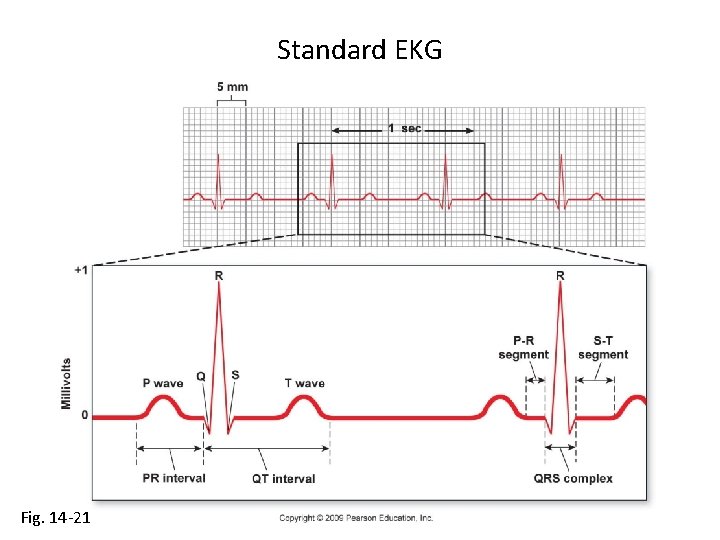 Bio 449 Lecture 19 Cardiovascular Physiology II Heart