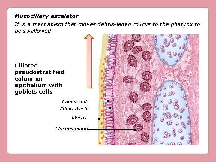 Lab 5 The Respiratory System 1 Functions of