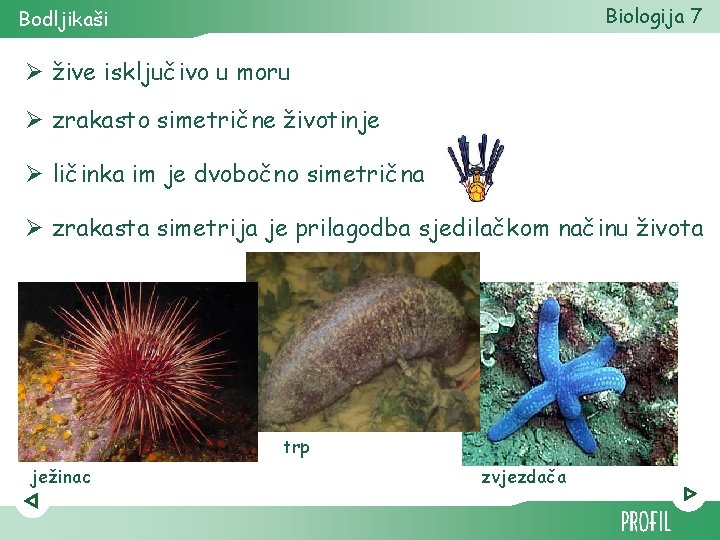 Bodljikai Biologija 7 BODLJIKAI Biologija 7 Bodljikai ive