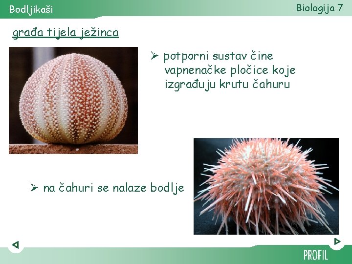 Bodljikai Biologija 7 BODLJIKAI Biologija 7 Bodljikai ive