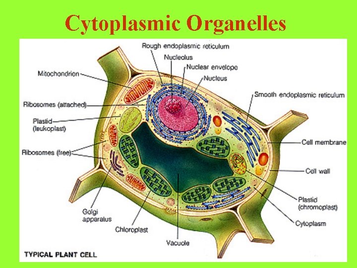 Cytoplasmic Organelles The structures in the cytoplasm are