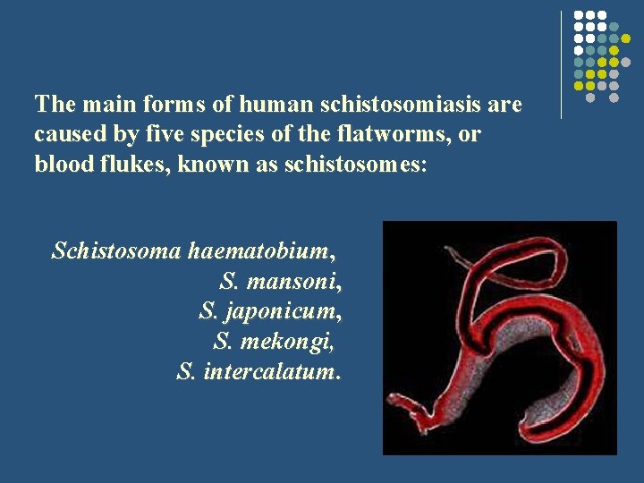 Schistosomiaza The main forms of human schistosomiasis are