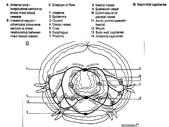 Phylum Annelida the segmented worms Activities and Assignments