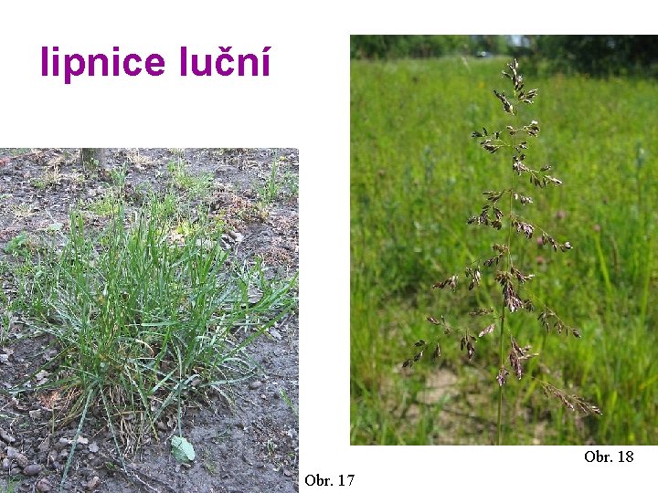 Lipnicovit Poaceae Znaky jednolet dvoulet i vytrval byliny