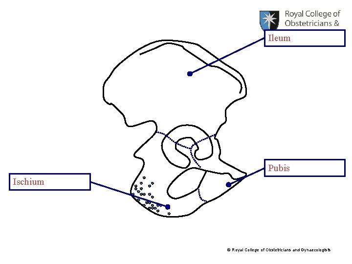 Anatomy of the female pelvis and vaginal birth