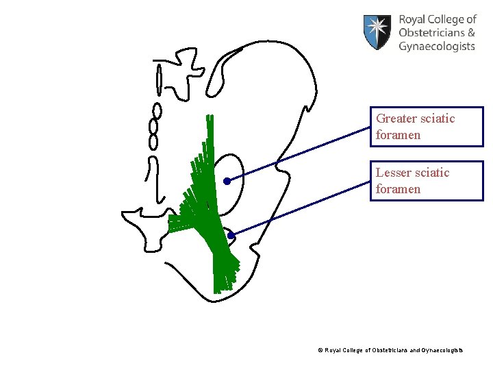 Anatomy of the female pelvis and vaginal birth