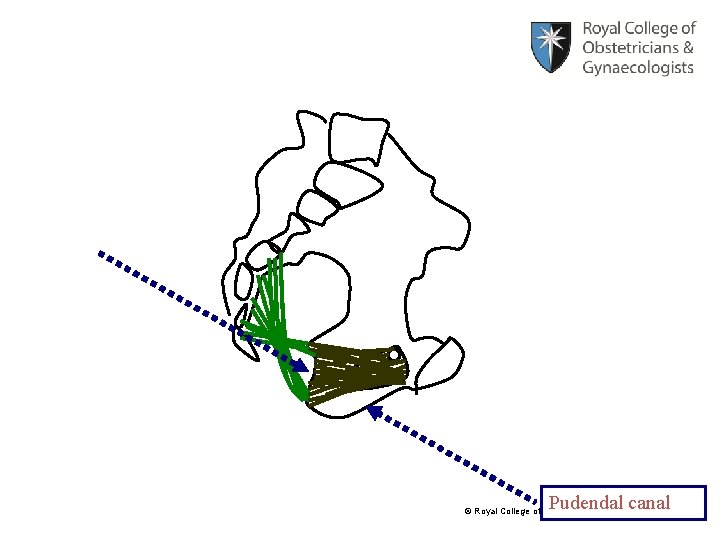 Anatomy of the female pelvis and vaginal birth