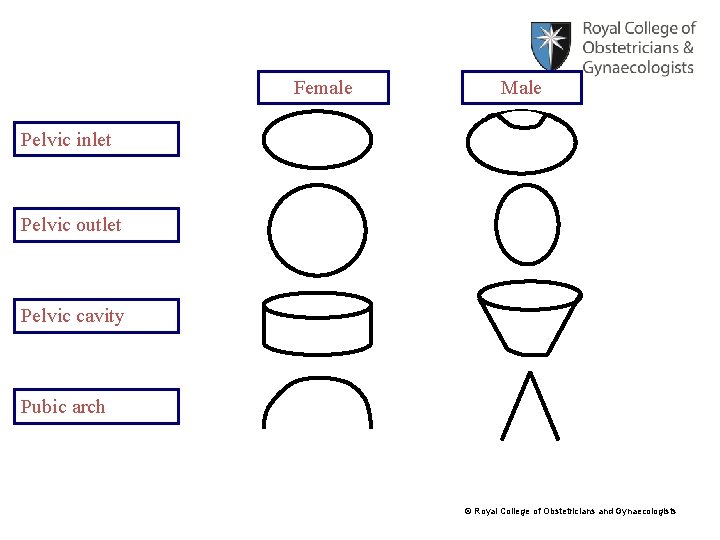 Anatomy of the female pelvis and vaginal birth