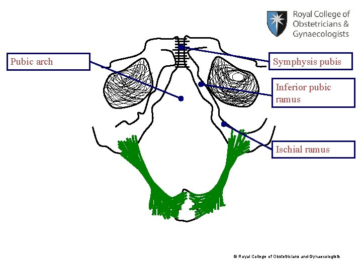 Anatomy of the female pelvis and vaginal birth