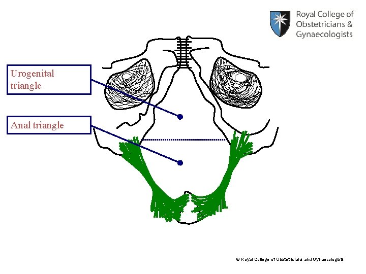Anatomy of the female pelvis and vaginal birth