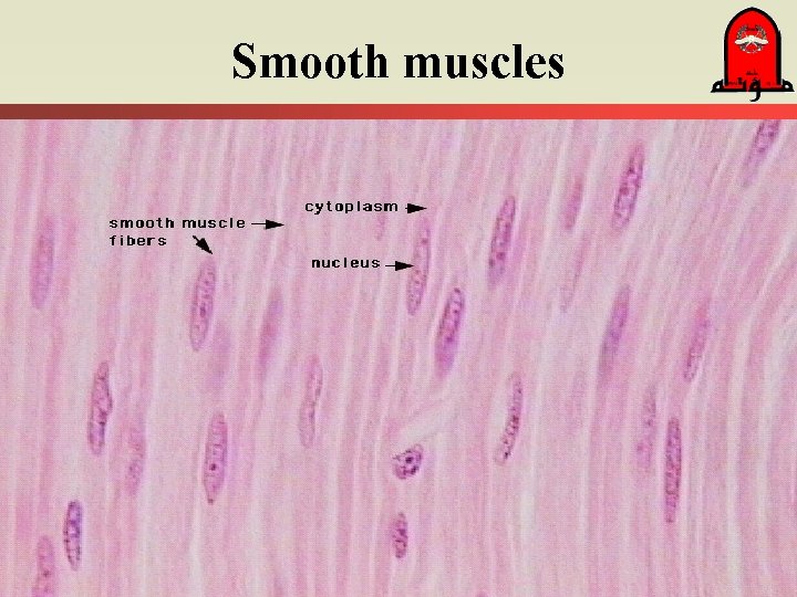Physiology of Excitable tissue L 6 Changes in