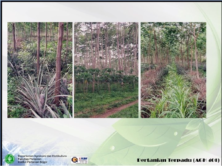 AGROFORESTRY 1 Bahan Kuliah Pertanian Terpadu Departemen Agronomi