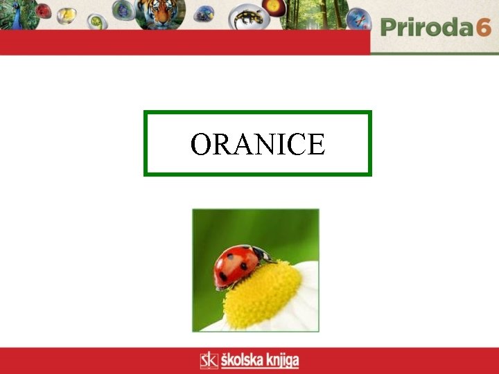 ORANICE ORANICE umjetne ivotne zajednice nastaju pod utjecajem