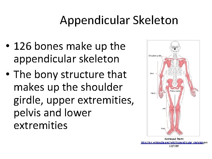 The Skeletal System Created by Scott Ford 2007