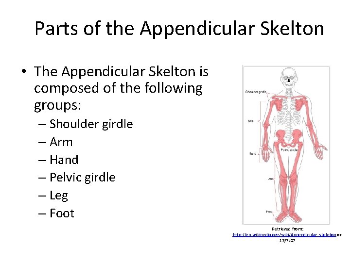 The Skeletal System Created by Scott Ford 2007