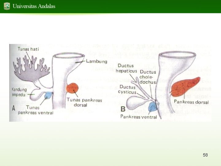 EMBRIOLOGI SUSUNAN PENCERNAAN Prof DR dr Hj Yanwirasti