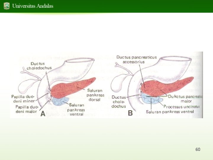 EMBRIOLOGI SUSUNAN PENCERNAAN Prof DR dr Hj Yanwirasti