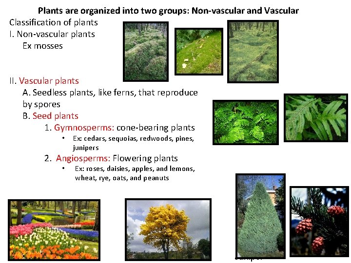 Plant Reproduction Plants are organized into two groups