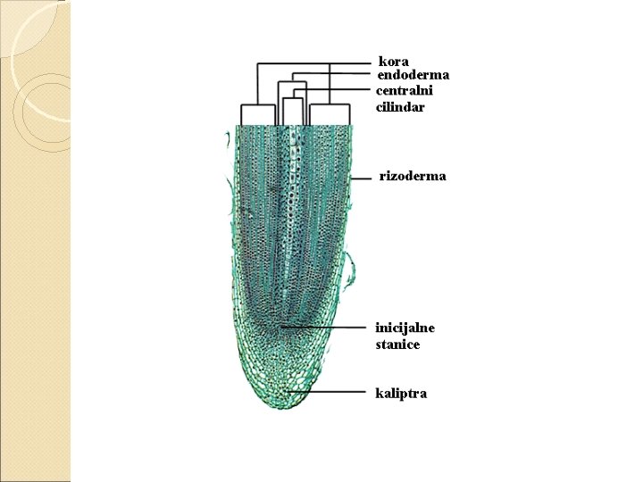 VEGETATIVNI ORGANI BILJAKA Luka Grubii prof biolog Vegetativni