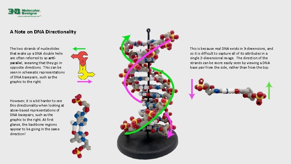 Building a DNA Nucleotide Double stranded DNA is