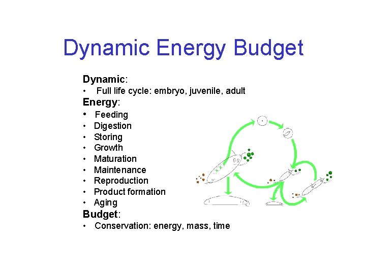 DEB applications from ecotoxicity to fisheries and beyond