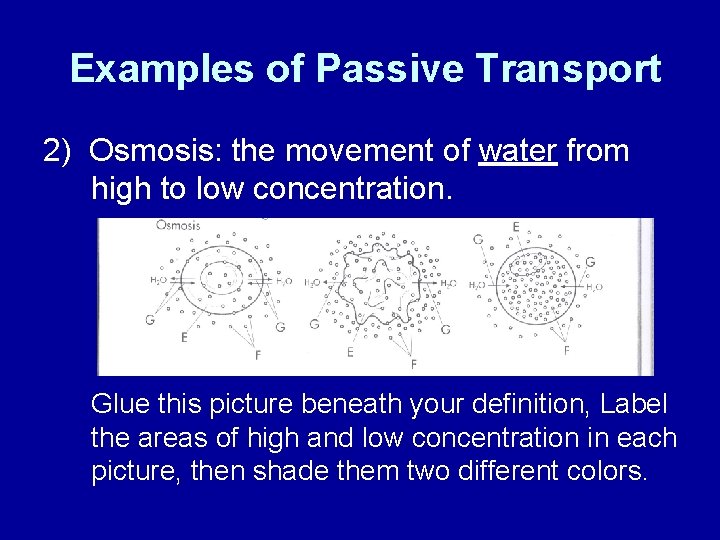Transport Across Membranes Transport Across Membranes Passive Transport