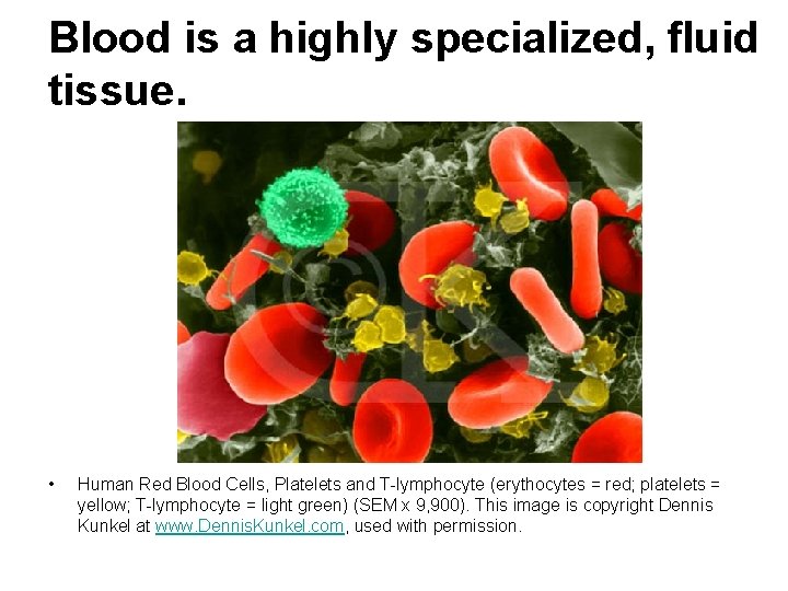 Hemopoietic Connective tissue Blood is a highly specialized