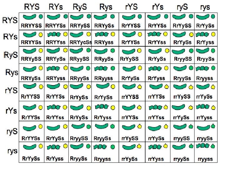TRIHYBRID CROSS A trihybrid cross is between two