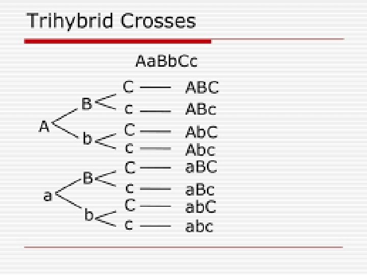 TRIHYBRID CROSS A trihybrid cross is between two