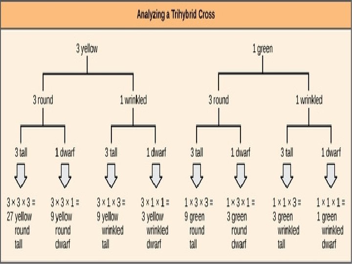TRIHYBRID CROSS A trihybrid cross is between two