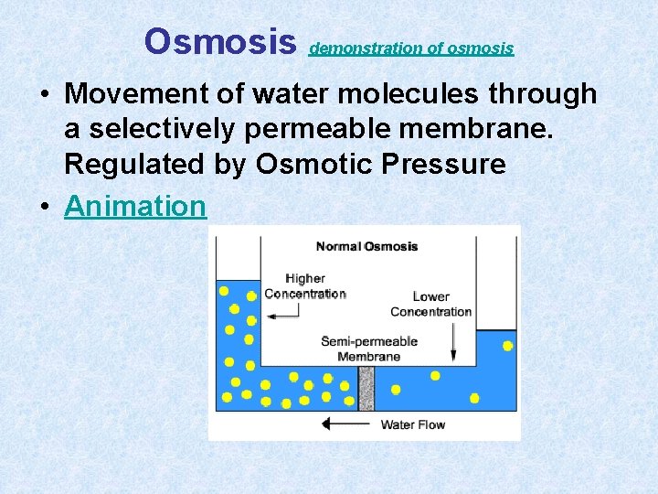 Movement of Molecules through a Cell Membrane What