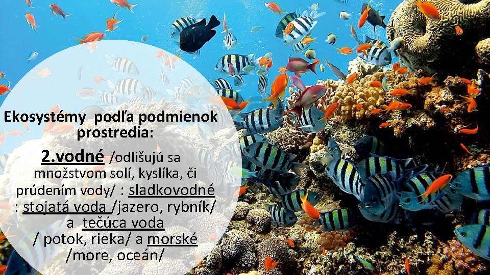 Ekosystm Ekosystm je zkladn stavebn a funkn jednotka
