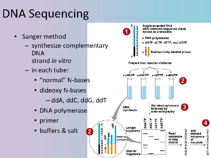 A Lot More Advanced Biotechnology Tools DNA Sequencing