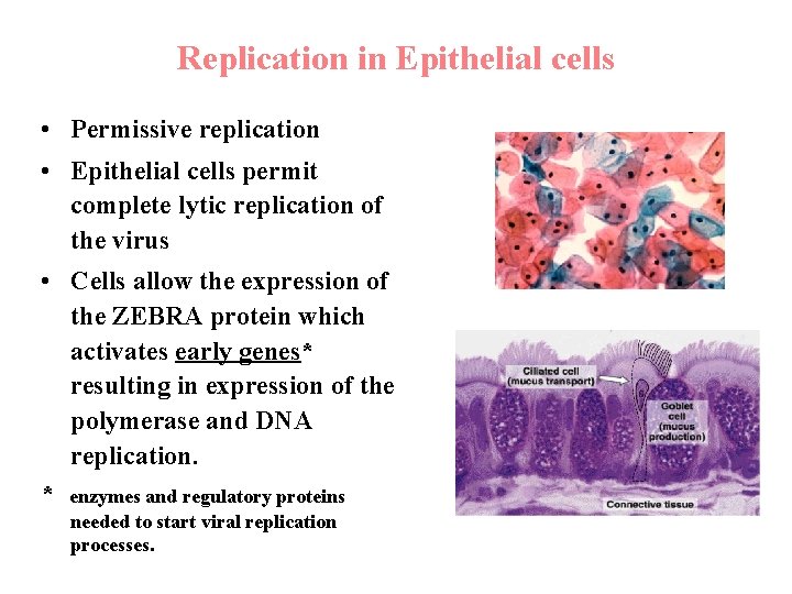 EpsteinBarr Virus At a glance Family Herpesviridae Host