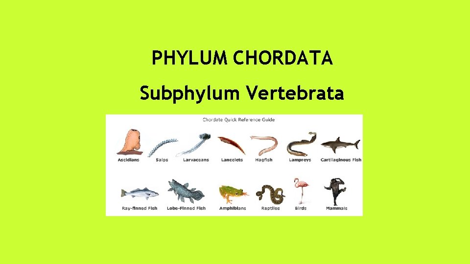 PHYLUM CHORDATA Subphylum Vertebrata Vertebrates are animals that