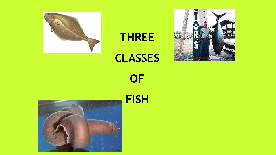 PHYLUM CHORDATA Subphylum Vertebrata Vertebrates are animals that