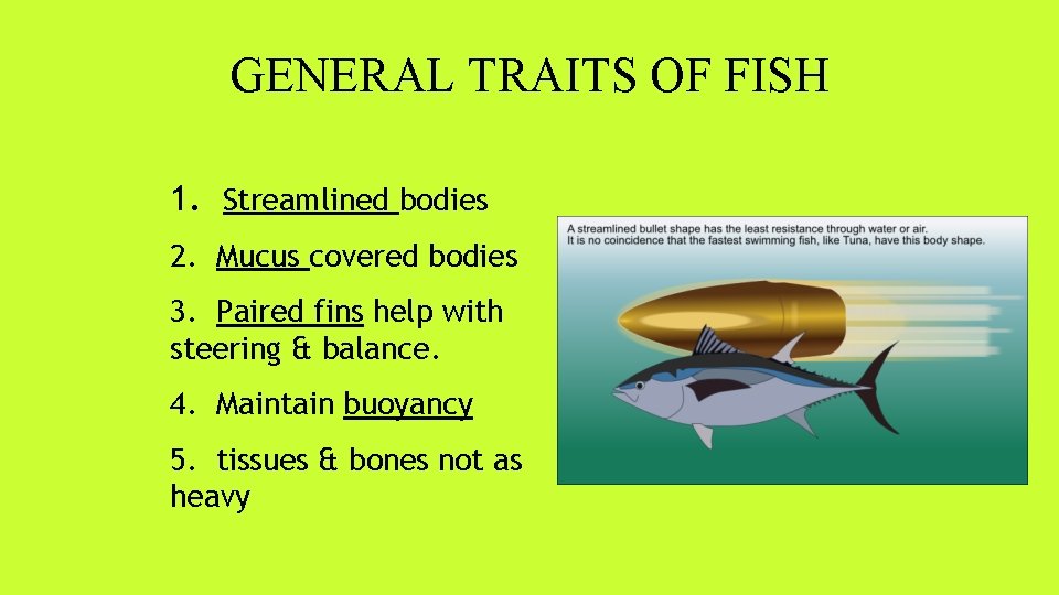 PHYLUM CHORDATA Subphylum Vertebrata Vertebrates are animals that